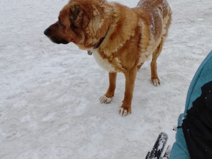 Найдена - замечена собака, Авиастроительный район