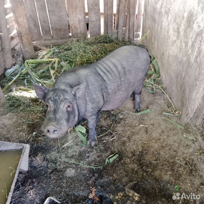 Вьетнамский вислобрюхий хряк