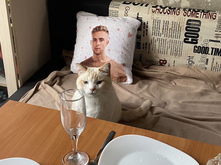 Кот Васислий
