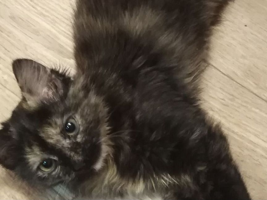 Отдам кошечкк в добрые рук