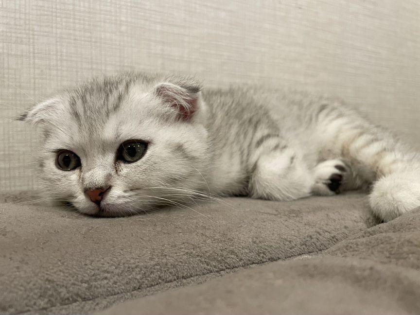 Шотландский вислоухик котенок