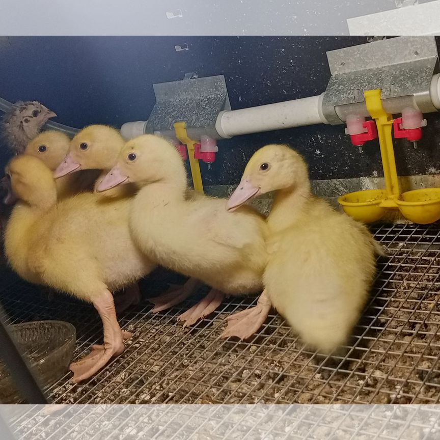 Индоутята белые