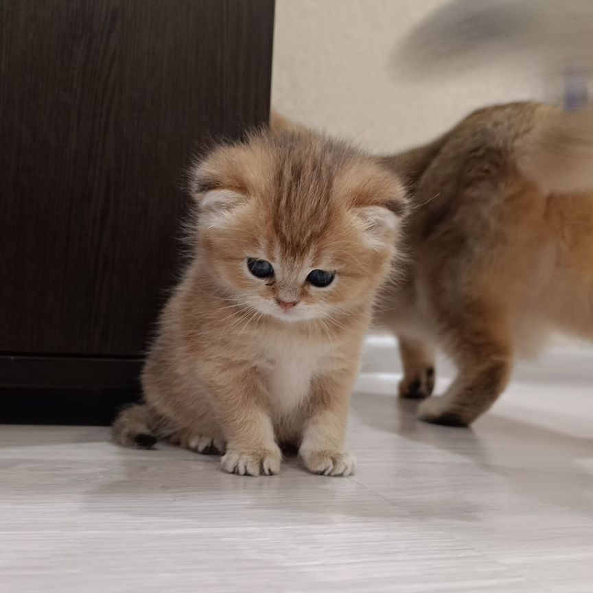 Британская золотая шиншилла