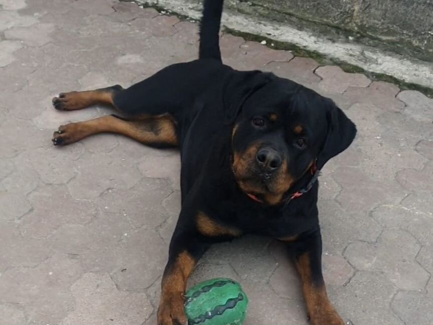 Сука ротвейлера 1 год