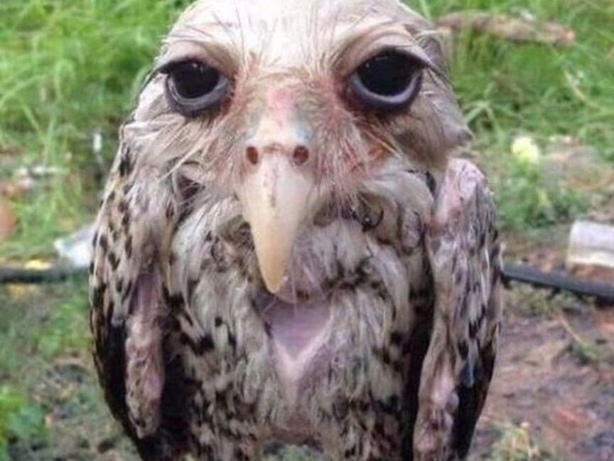 Попугай какаду