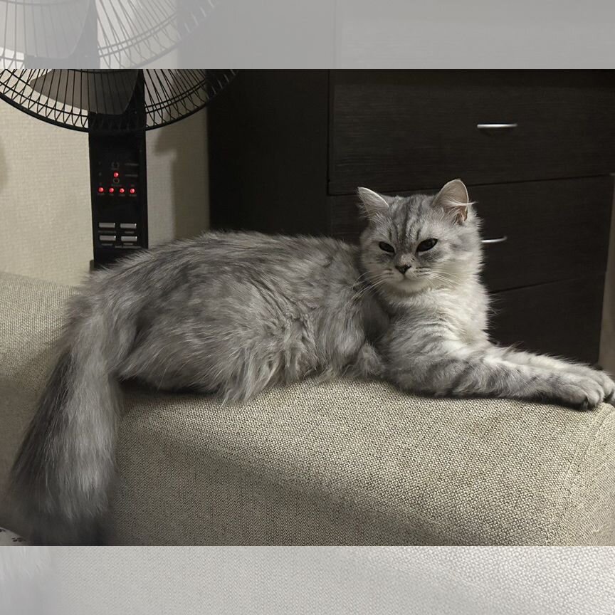 Шотландская вислоухая длинношёрстная кошка, взрослая