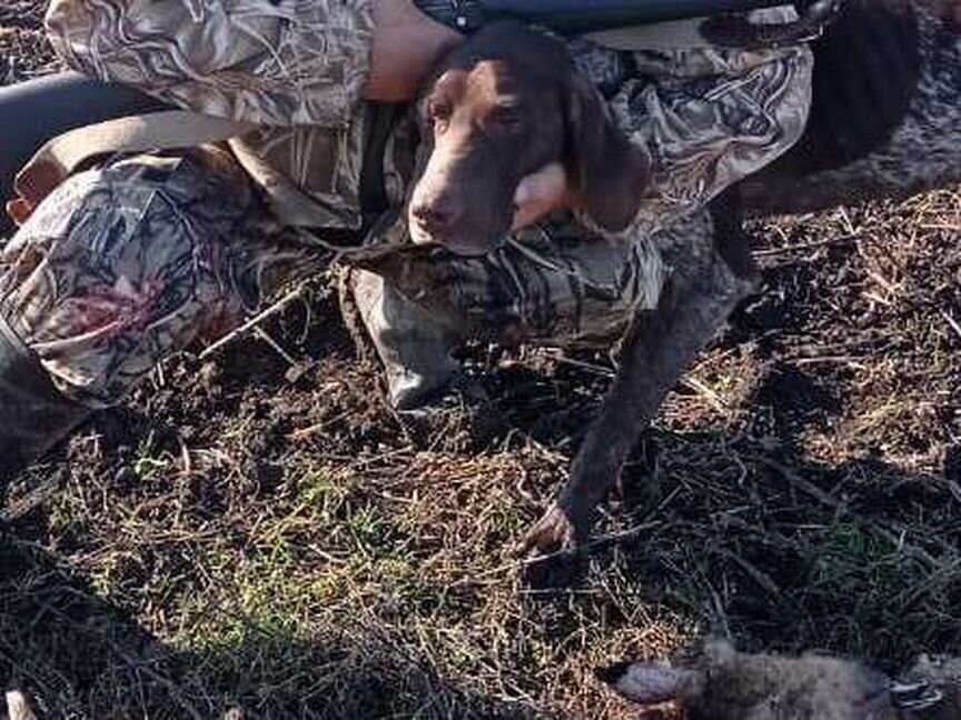 Щенки Курцхаар