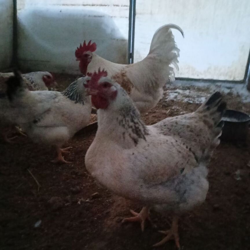 Куры молодки