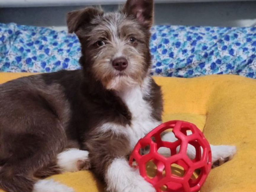 Ищет дом замечательный щенок Янка