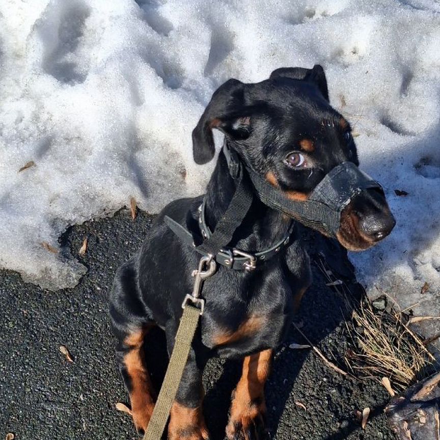 Доберман, щенок