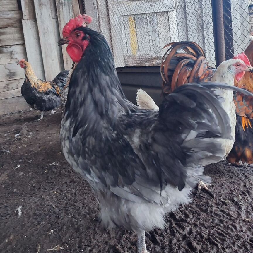 Молодые петушки