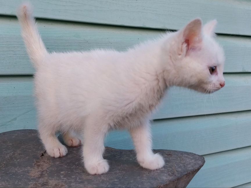 Котёнок 7 недель. Девочка