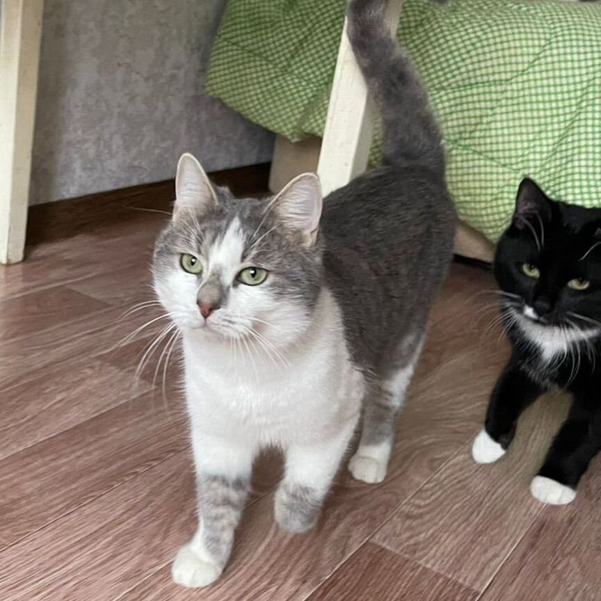Котик ищет дом