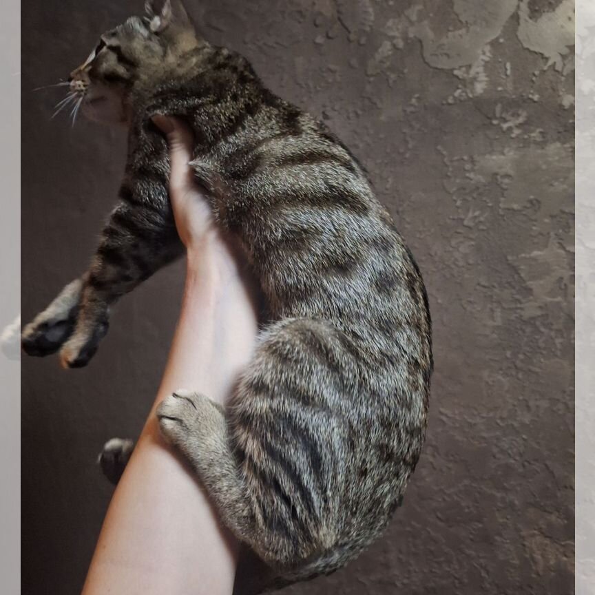 Отдам в добрые руки