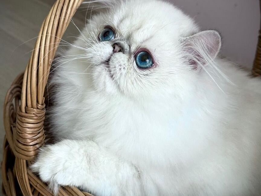 Персидский котенок (голубые глаза)