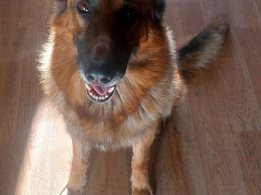 Собака на случку