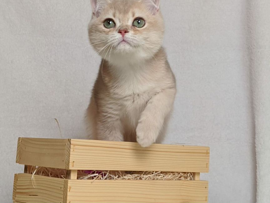 Британец лиловое золото