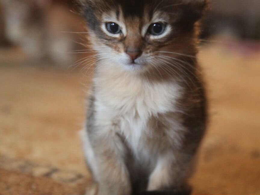 Котенок сомали
