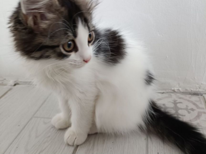 Котёнок в добрые руки