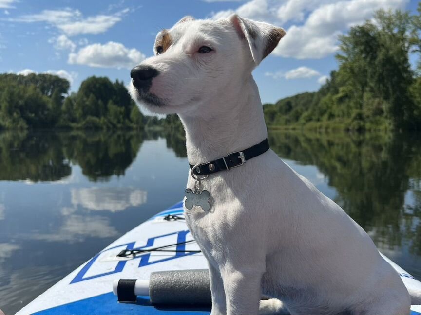 Вязка джек-рассел