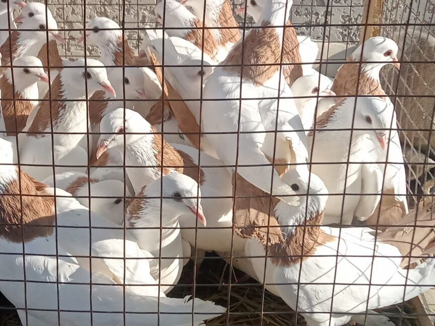Голуби желто шейки