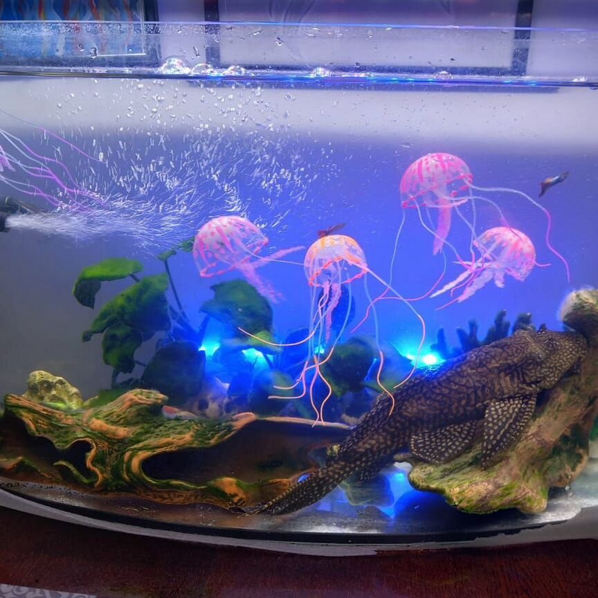 Сомики бесплатно