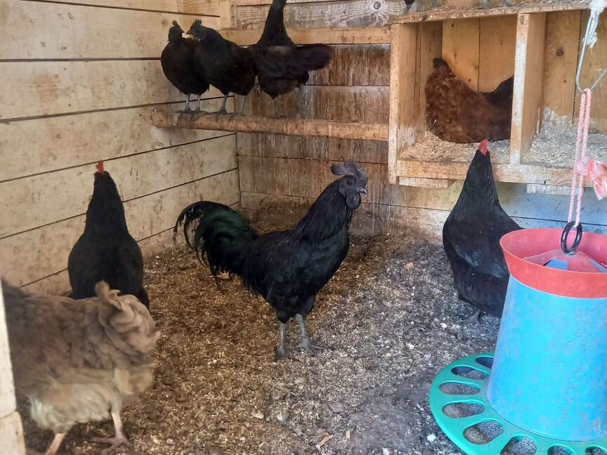 Аям цемани семья