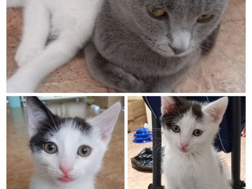 Шотландская кошечка