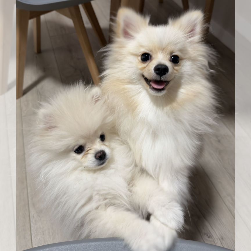 Померанский шпиц, щенок