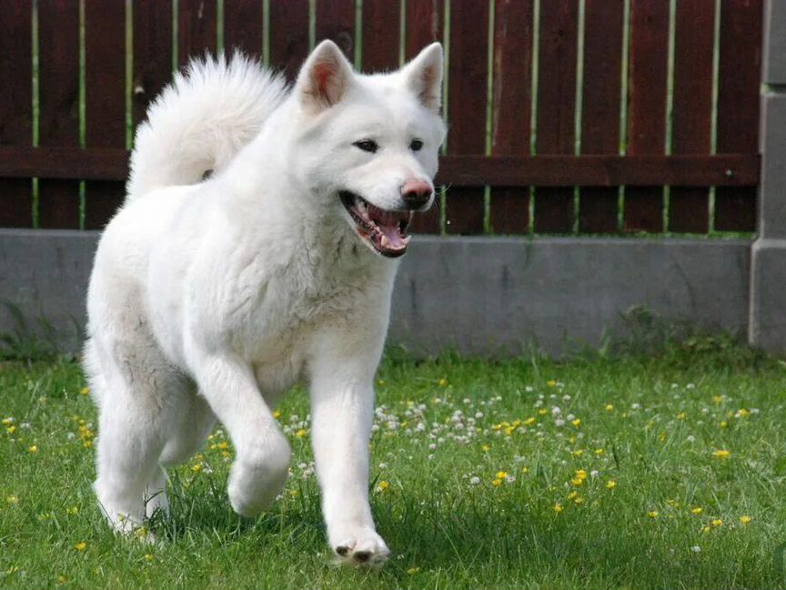 Японская акита