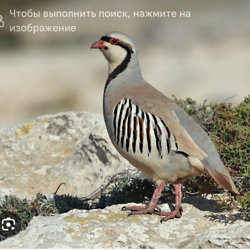 Кеклики самец