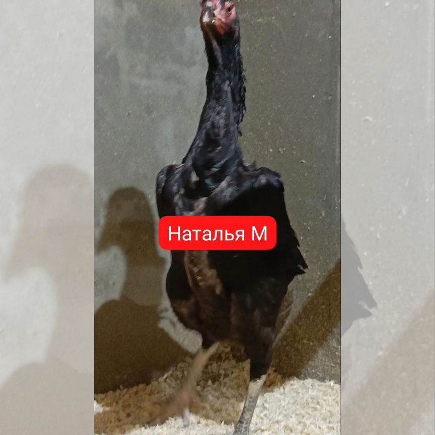 Инкубационное яйцо О Шамо