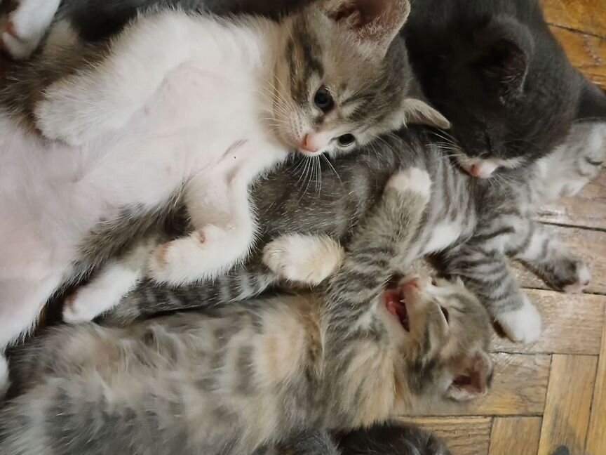 Котята в добрые руки