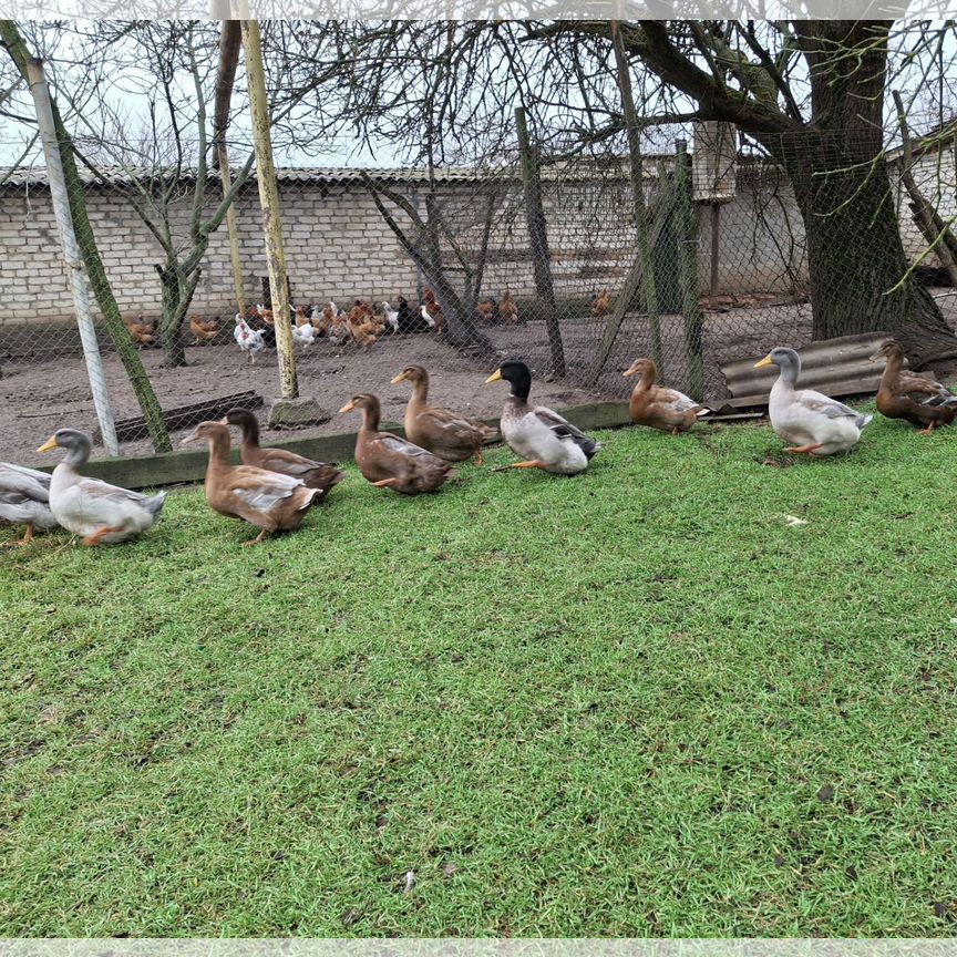 Утки Руанские