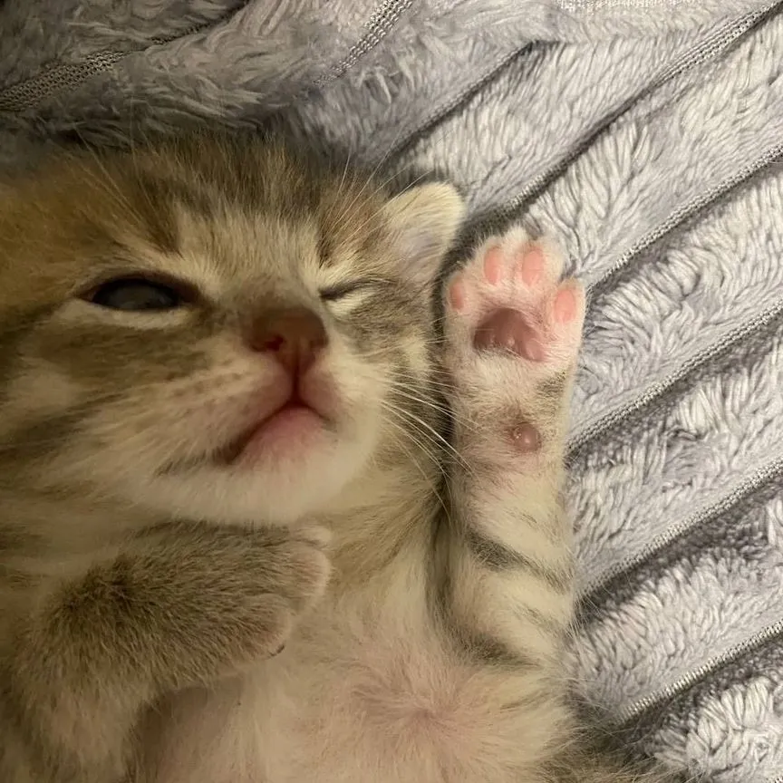 Вислоухий котенок серый