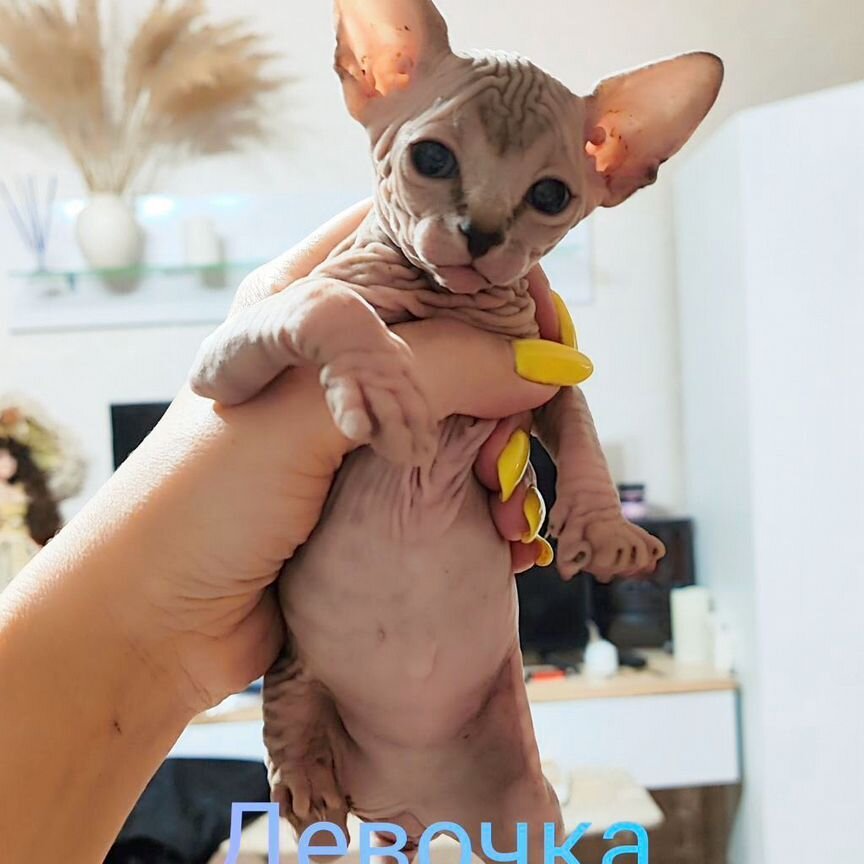 Канадский сфинкс котята