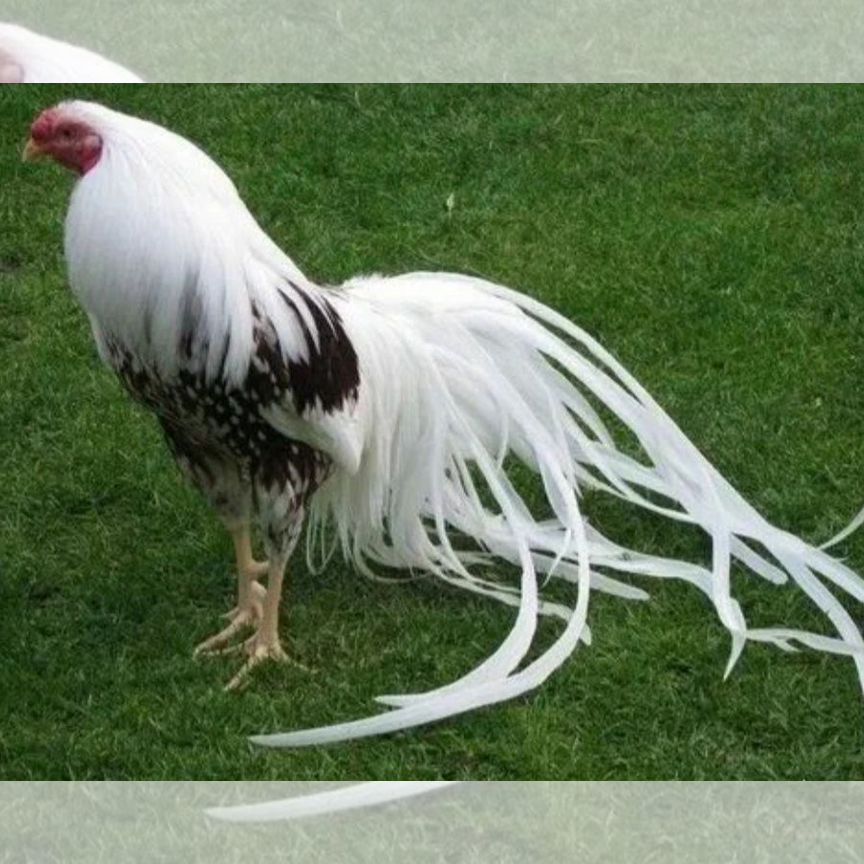 Яйцо инкубационное Йокогама порода