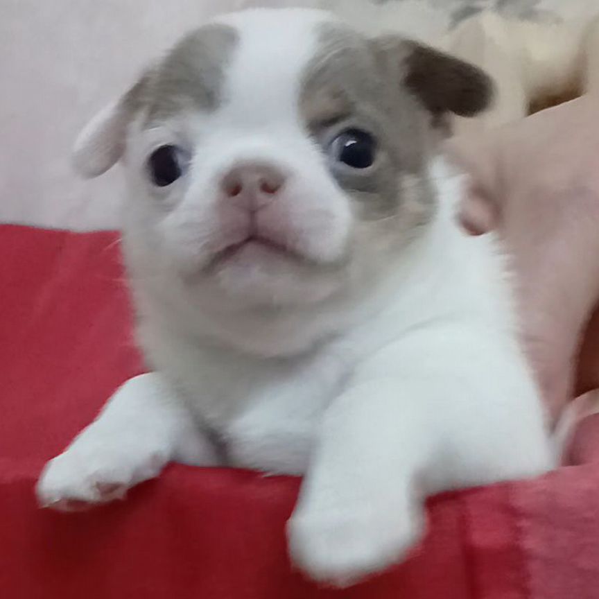 Чихуахуа, щенок