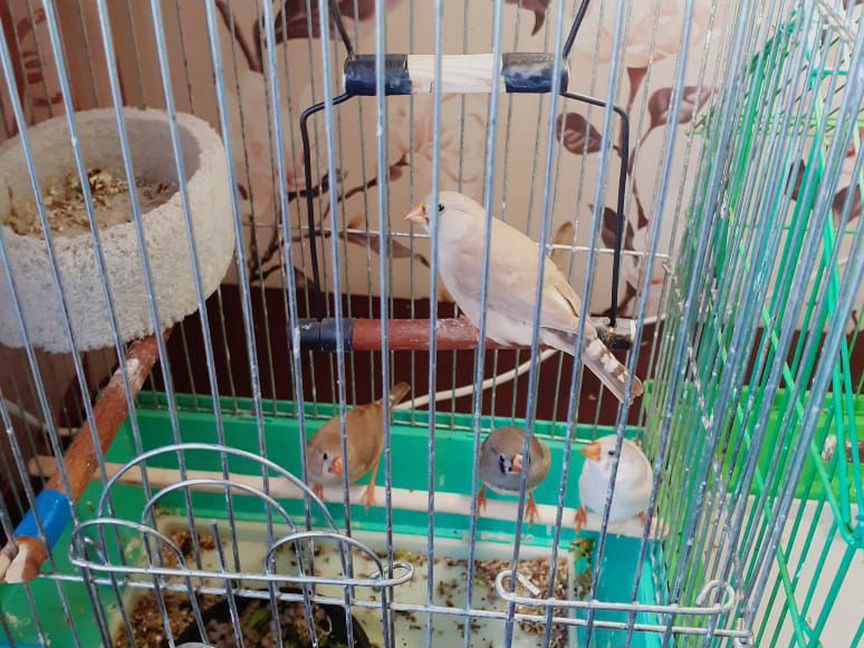 Зебровые амадины