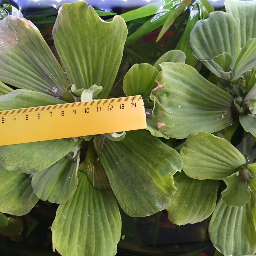 Растения для аквариума плавающие