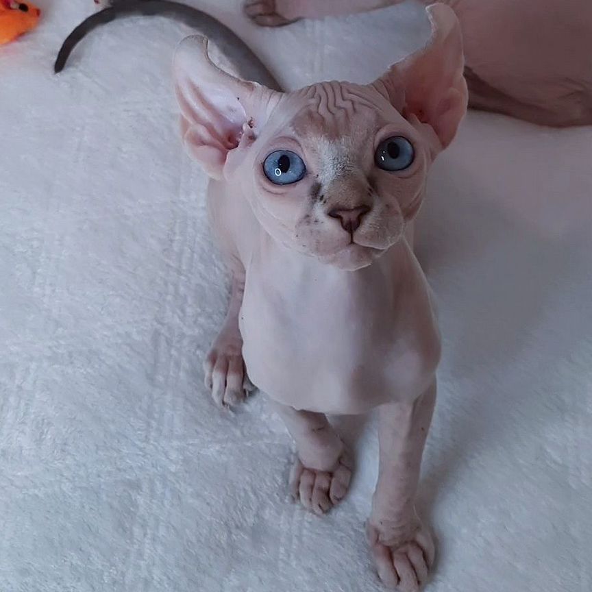 Канадский сфинкс котёнок