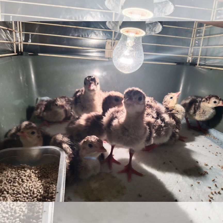 Индюшата бронза