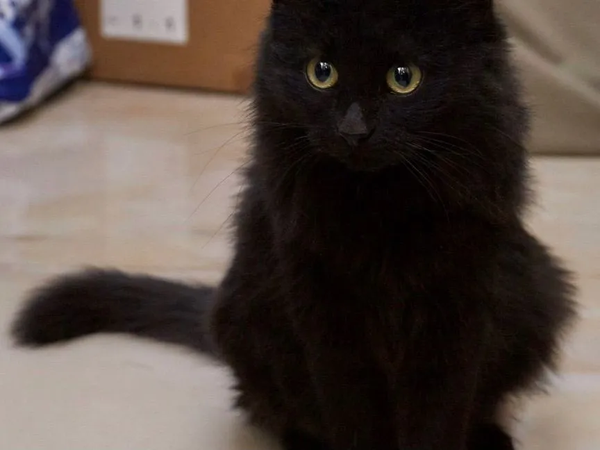 Котик нуждается в любви и ласке