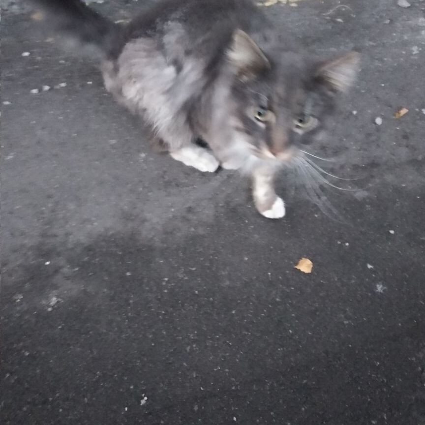 Котики бесплатно в добрые руки