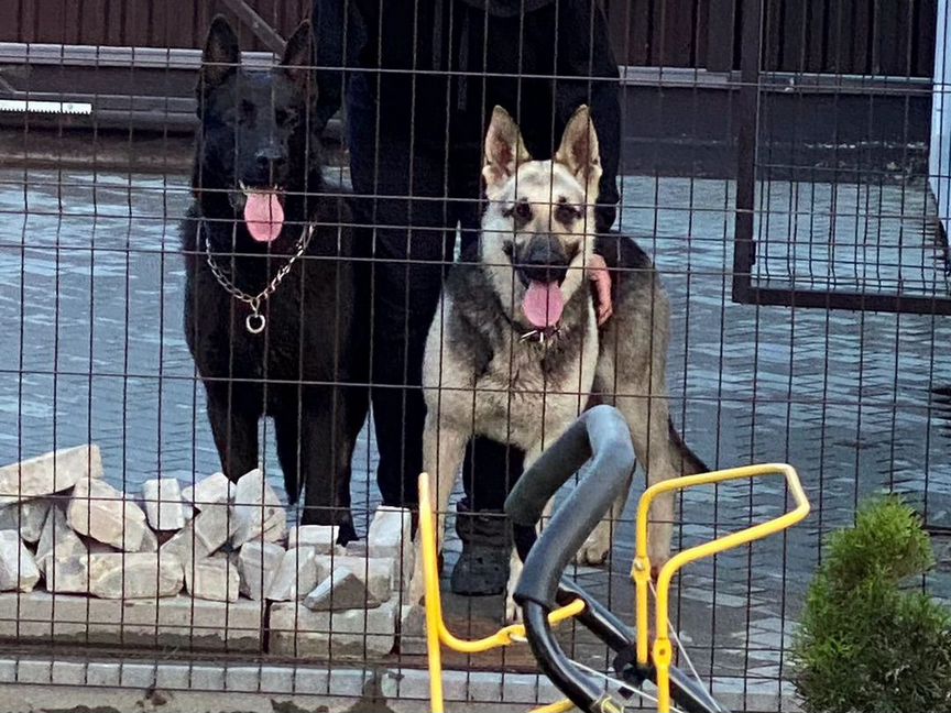 Восточноевропейская овчарка (вео)