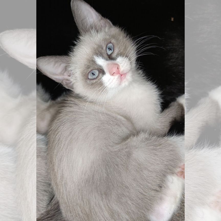 Котята
