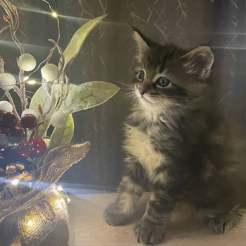 Мейн-кун котёнок