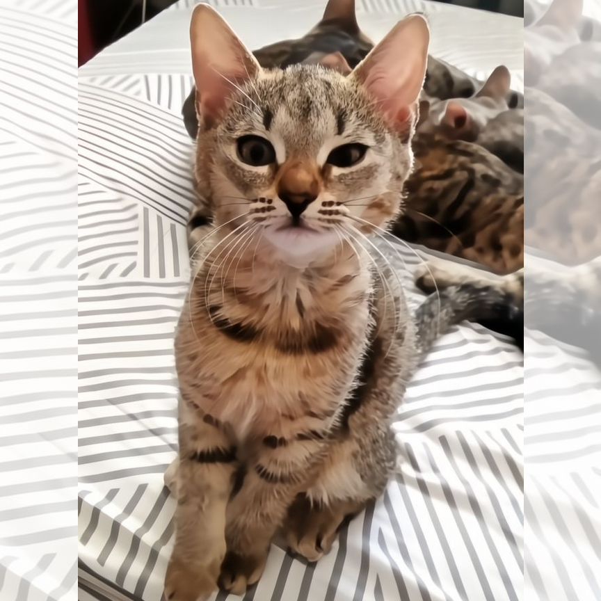 Котёнок в добрые руки