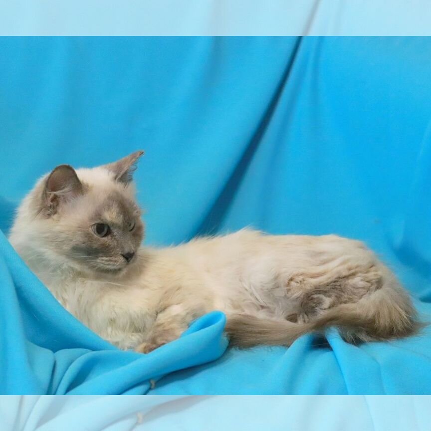 Взрослая, кошка в добрые руки