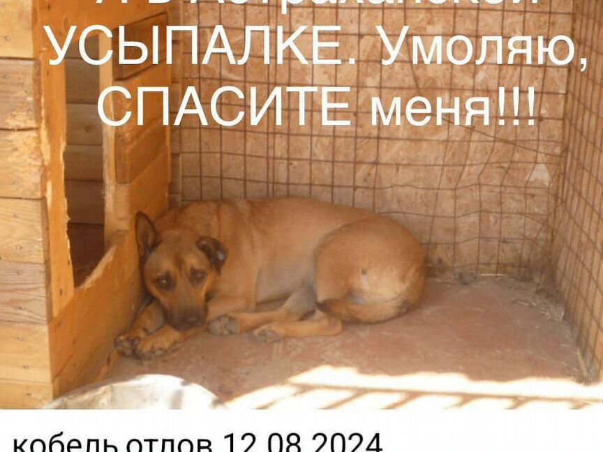 Собака в добрые руки